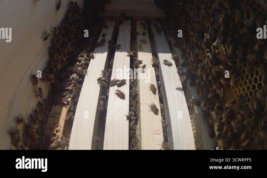 swarm of bees produce honey inside beehive Stock Video Footage - Alamy