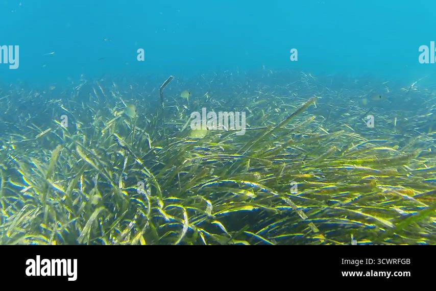 Grazing in shallow water Stock Videos & Footage - HD and 4K Video Clips ...