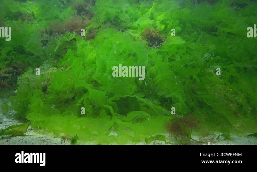 Algae of the Black Sea. Green and red algae on the rocks on the seabed ...