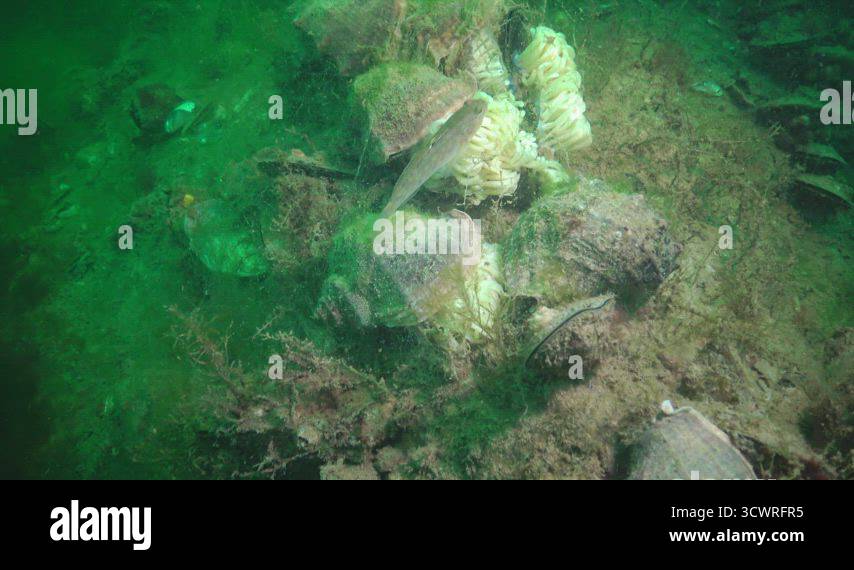 Cocoons of the predatory mollusk Rapana venosa, the invader in the ...