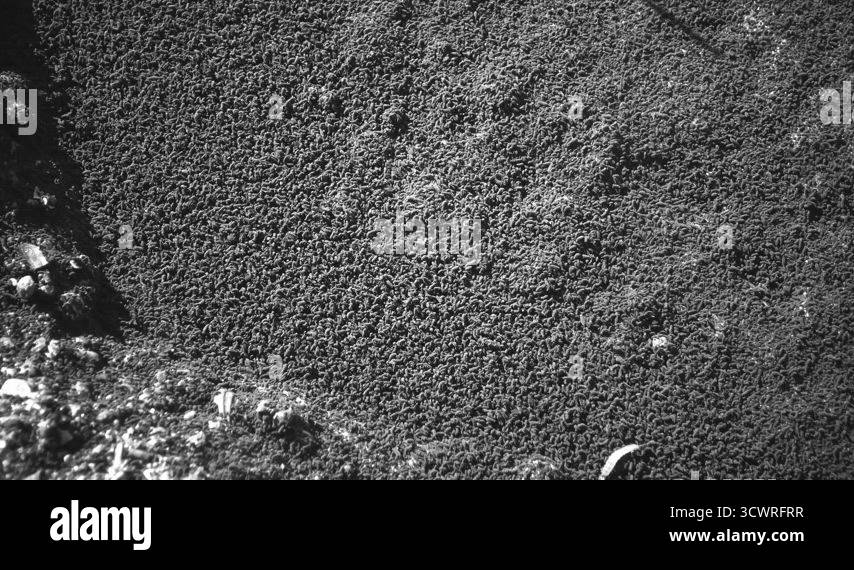 Huge clusters Six-legged small arthropods on the water surface, Tiligul ...