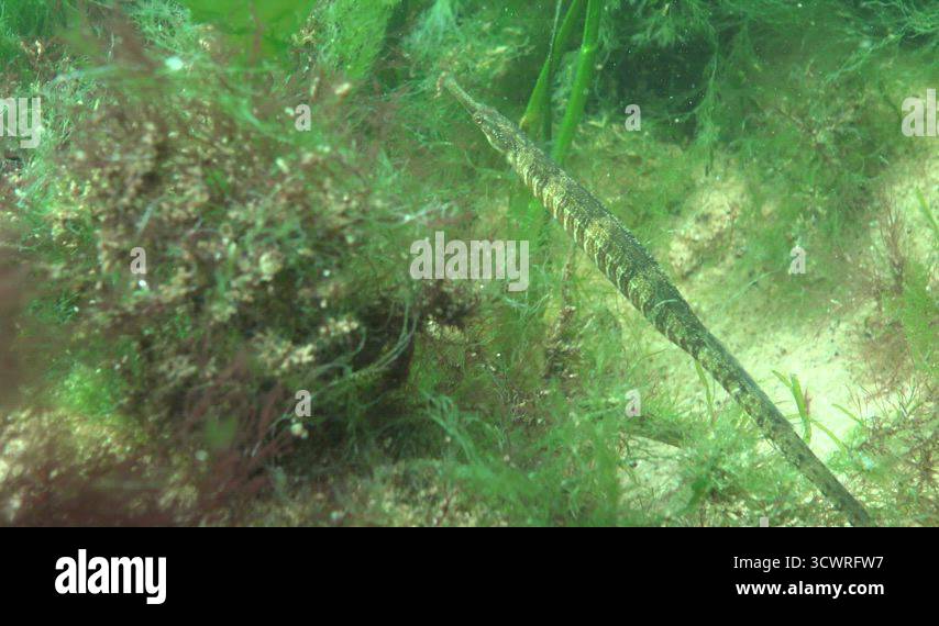 Fish of the Black Sea. A Black striped pipefish Syngnathus abaster in ...