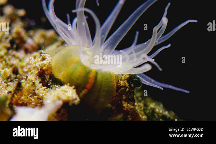 A small crustacean of the genus Gammarus, caught by a small Actinia ...