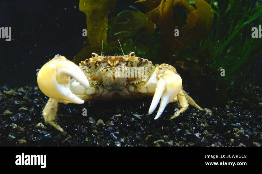 Invasive species, invader Rhithropanopeus harrisii (common names ...