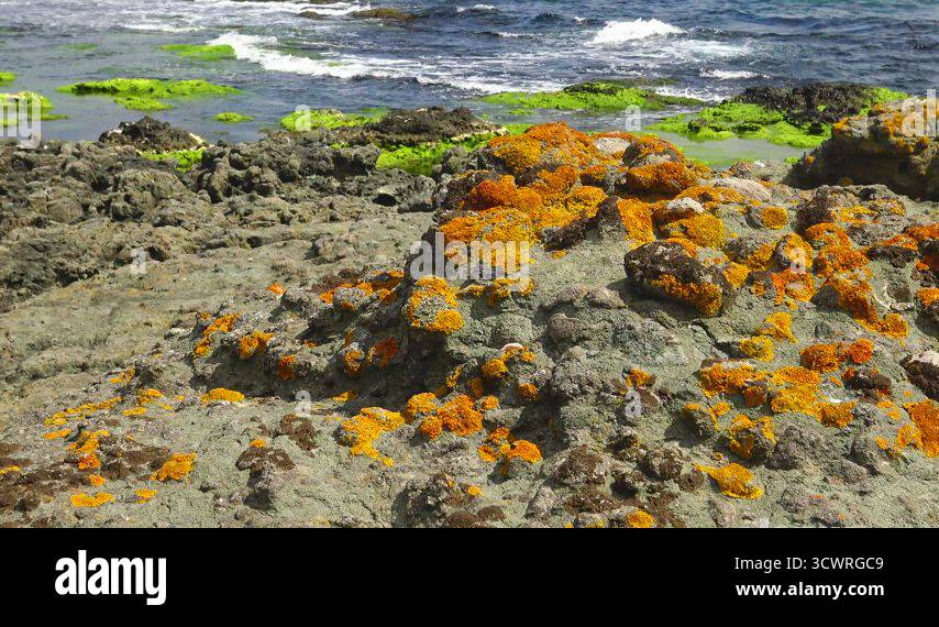 Lichens on a rocky shore near the water on the Black Sea, Bulgaria ...