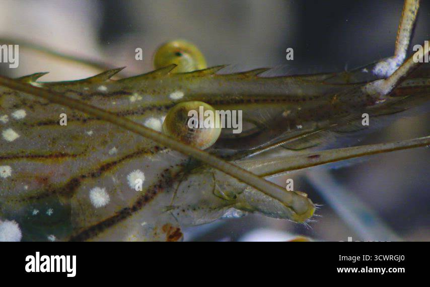 Shrimp stone Palaemon. Palaemon elegans, macro shoot of the eye shrimp ...