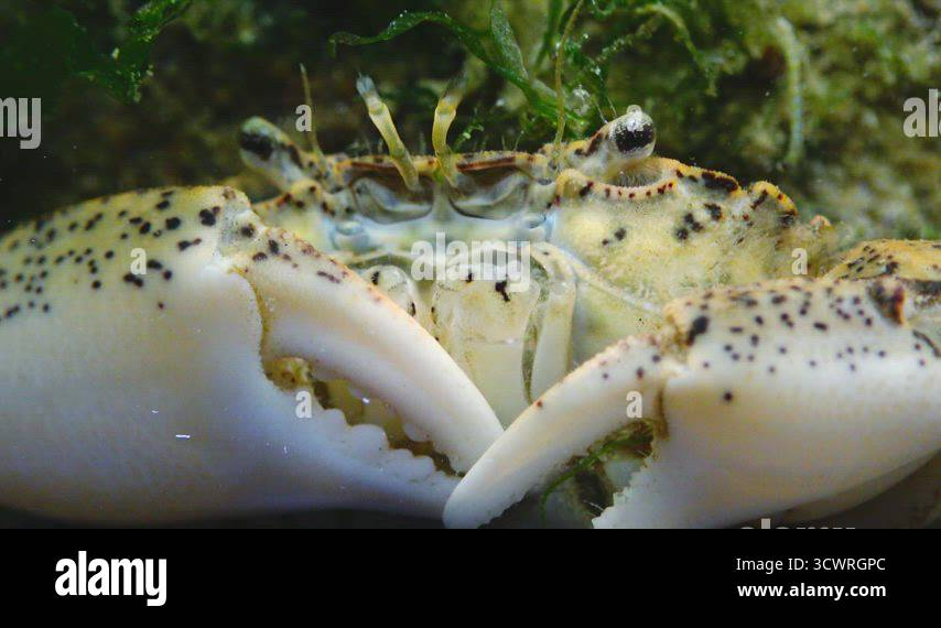 Invasive species, invader Rhithropanopeus harrisii (common names ...