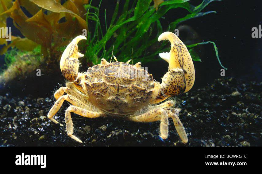 Invasive species, invader Rhithropanopeus harrisii (common names ...