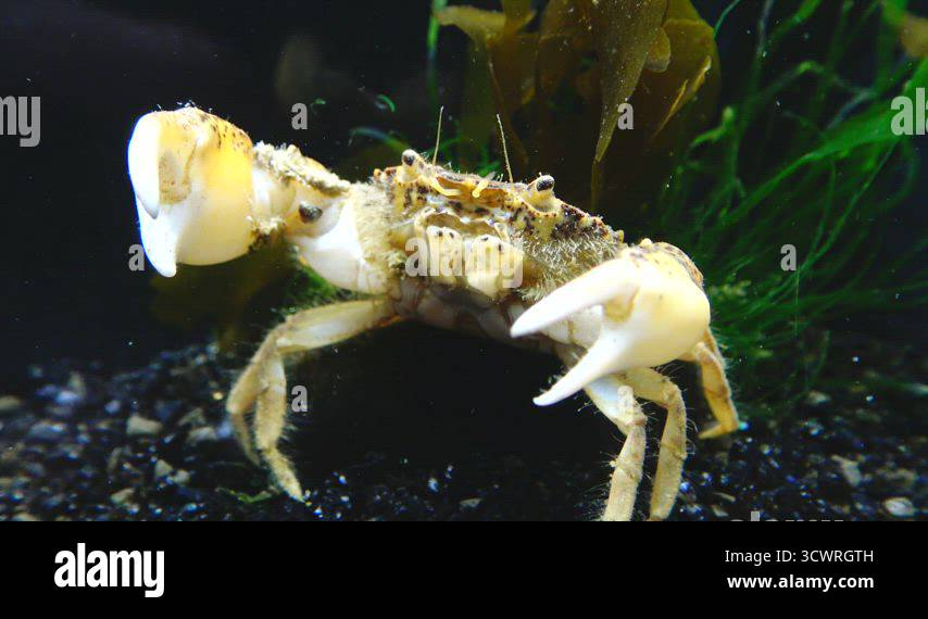Invasive species, invader Rhithropanopeus harrisii (common names ...