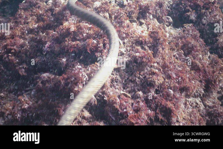 Under the water in the Black Sea, Bulgaria. The dice snake (Natrix ...