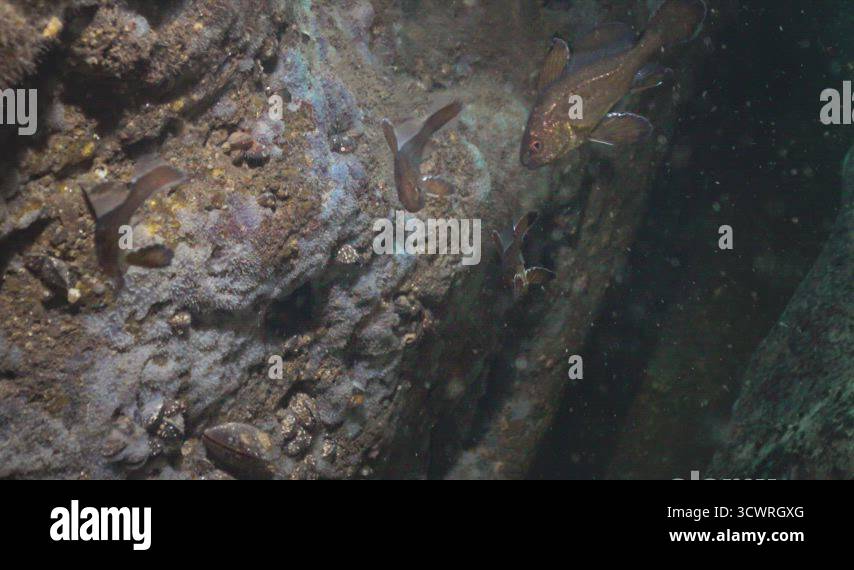 Young fish Brown meagre or corb (Sciaena umbra) in the Black Sea, Bulgaria Stock Video Footage ...