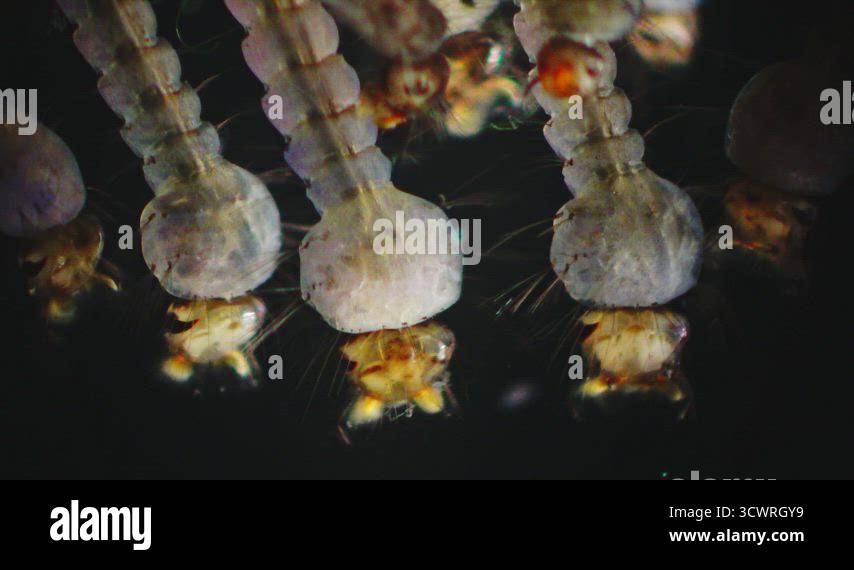 Mosquito, Larvae and Pupae in polluted water. Culex pipiens (the common ...