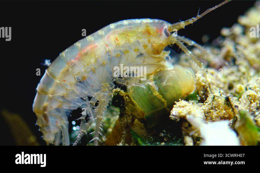 A small crustacean of the genus Gammarus, caught by a small Actinia ...