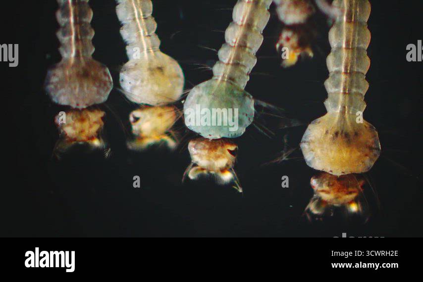 Mosquito, Larvae and Pupae in polluted water. Culex pipiens (the common ...
