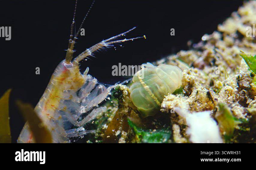 A small crustacean of the genus Gammarus, caught by a small Actinia ...