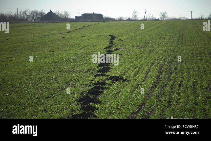 Heaps of land that the rodent mole rat the greater mole-rat (Spalax ...