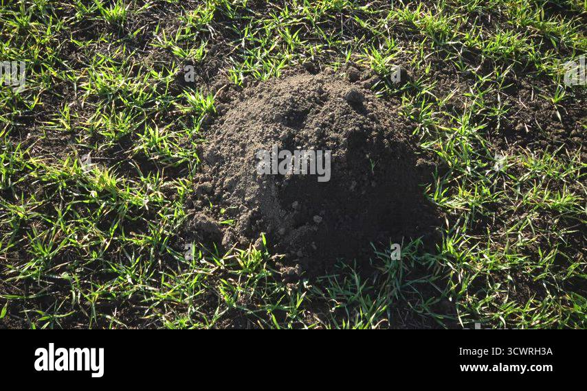 Heaps of land that the rodent mole rat the greater mole-rat (Spalax ...