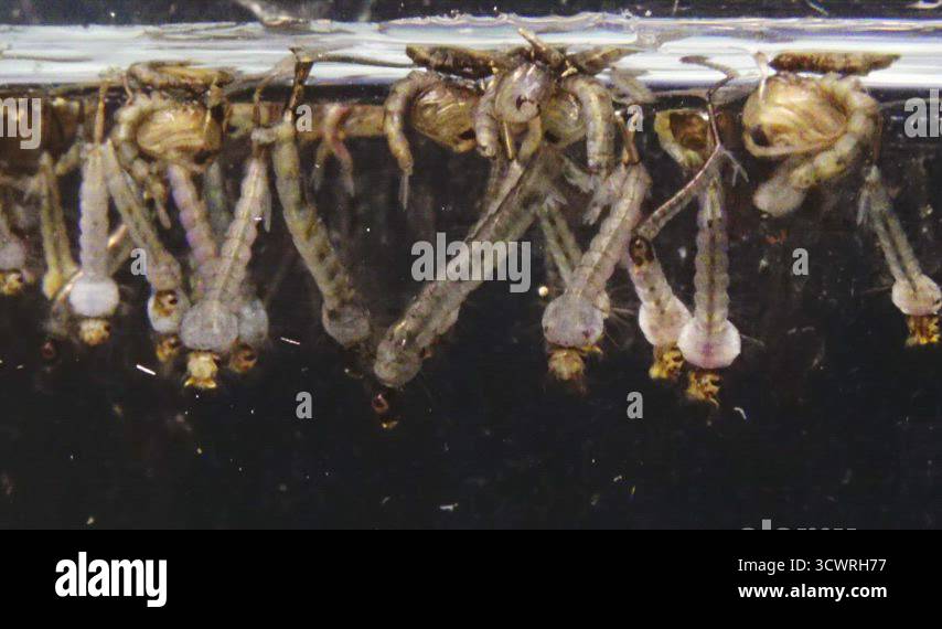 Mosquito, Larvae and Pupae in polluted water. Culex pipiens (the common ...