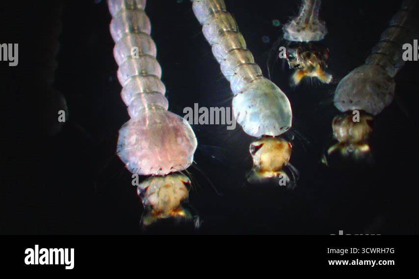 Mosquito, Larvae and Pupae in polluted water. Culex pipiens (the common ...
