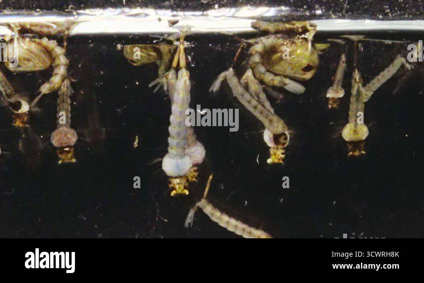 Mosquito, Larvae and Pupae in polluted water. Culex pipiens (the common ...