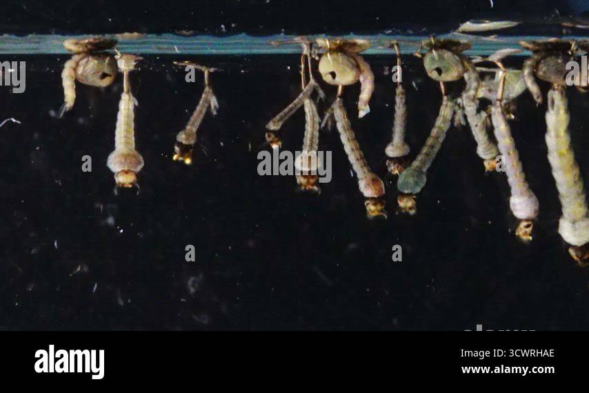 Mosquito, Larvae and Pupae in polluted water. Culex pipiens (the common ...