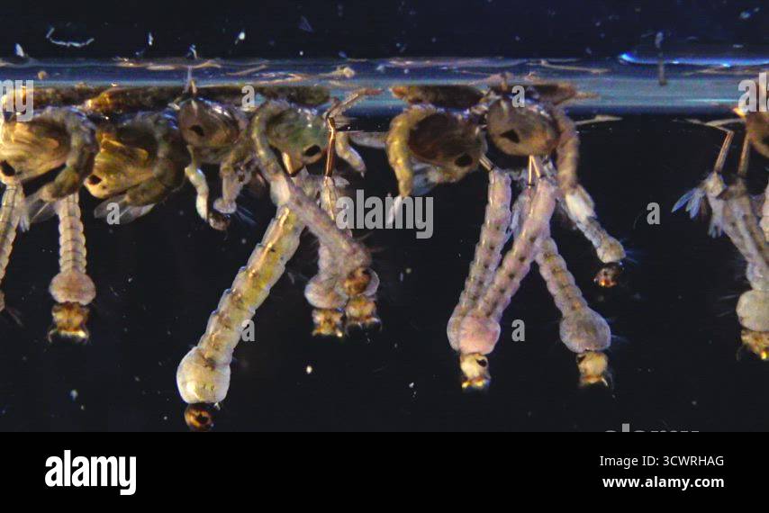 Mosquito, Larvae and Pupae in polluted water. Culex pipiens (the common ...