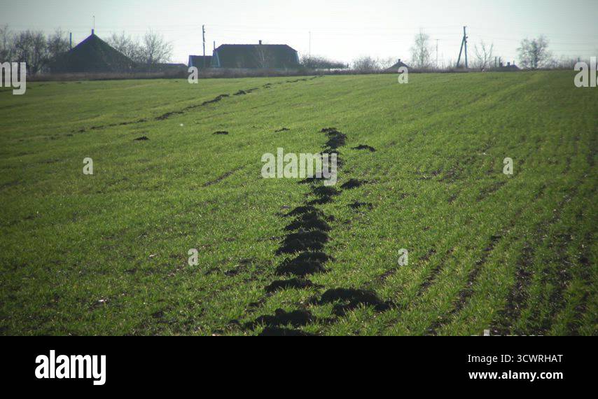 Heaps of land that the rodent mole rat the greater mole-rat (Spalax ...