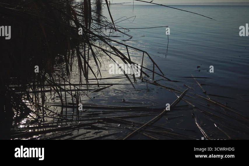 Beautiful scenery on the lake, dry cane, reflection of the sun in the ...