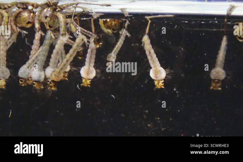 Mosquito, Larvae and Pupae in polluted water. Culex pipiens (the common ...