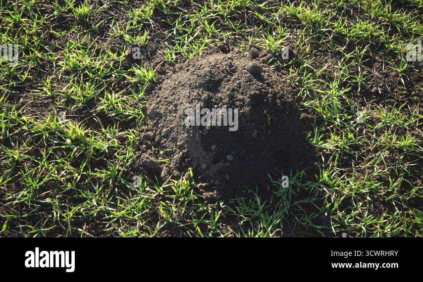 Heaps of land that the rodent mole rat the greater mole-rat (Spalax ...