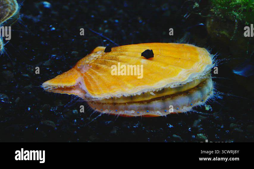 The shell claps the shell. Blue eyes and tentacles near the Black Sea ...