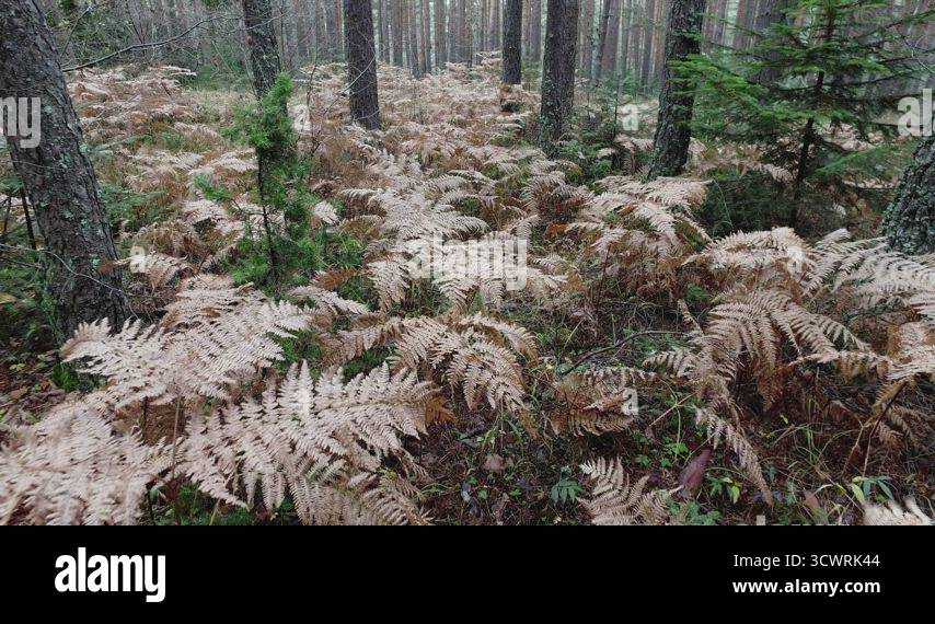 Alone lost female hiker walks deep in the autumn forest covered with ...