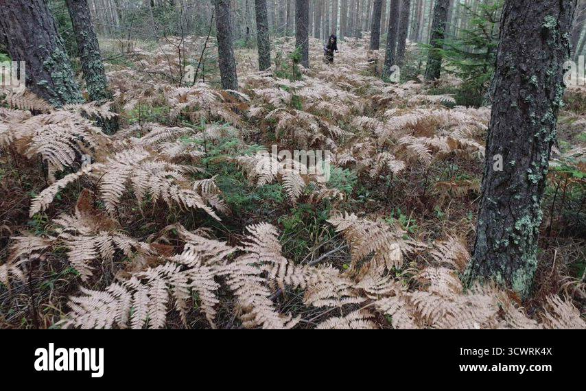 Alone lost female walks deep in the forest covered with dry fern floor ...