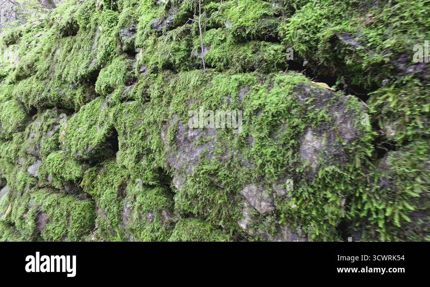 Ancient stone wall with green moss Stock Video Footage - Alamy