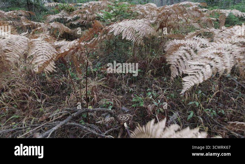 Dry rainforest Stock Videos & Footage - HD and 4K Video Clips - Alamy