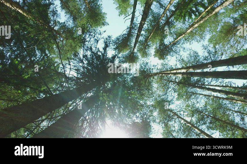 Looking up into forest canopy, camera rotating Stock Video Footage - Alamy