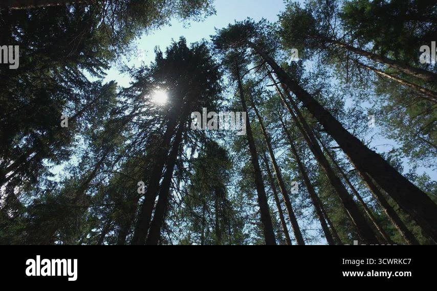 Sun shine among Pine Trees, pinery, pine forest, Fairy Forest ...