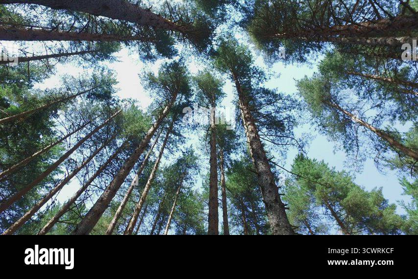 Sun shine among Pine Trees, pinery, pine forest, Fairy Forest ...