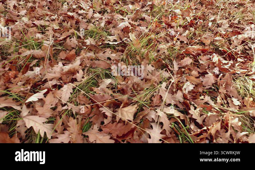 Autumn leaves moving over Stock Videos & Footage - HD and 4K Video ...