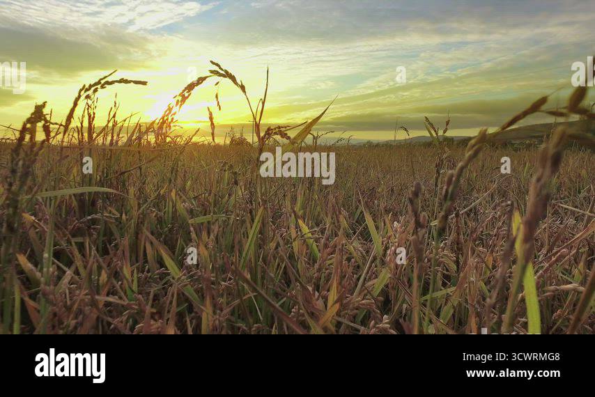 Golden wheat, rice, rye ears close-up. A fresh crop of rye. Field of ...