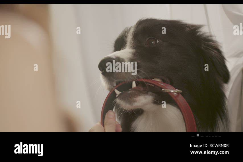 The girl strokes the border collie on the head. The dog holds a ...