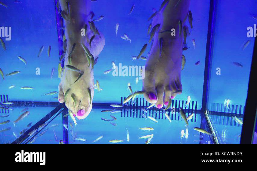 fish pedicure spa treatment, rufa garra fish, dark atmosphere Stock ...