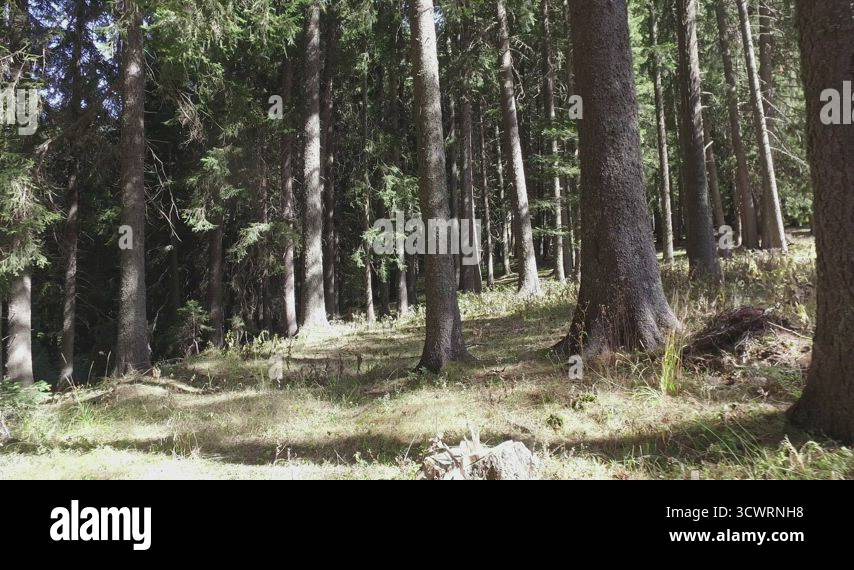 Pine tree forest move on! Stock Videos & Footage - HD and 4K Video ...