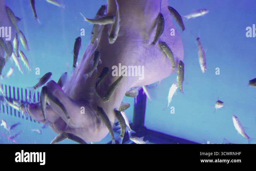 fish pedicure spa treatment, rufa garra fish, dark atmosphere Stock ...