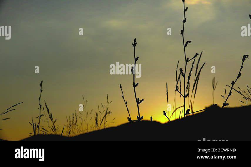 Dof view of free men going toward sunset with hands open Stock Video ...