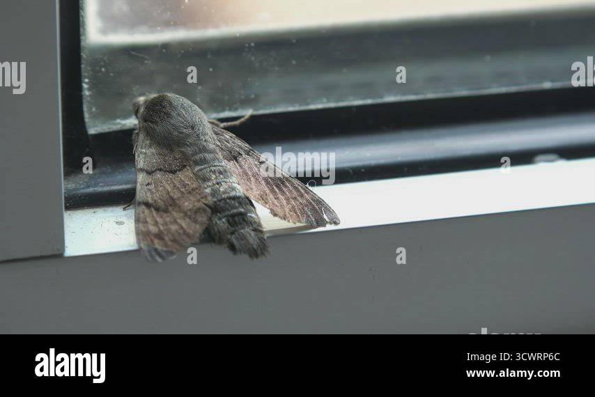 Moth insect closeup Stock Videos & Footage - HD and 4K Video Clips - Alamy