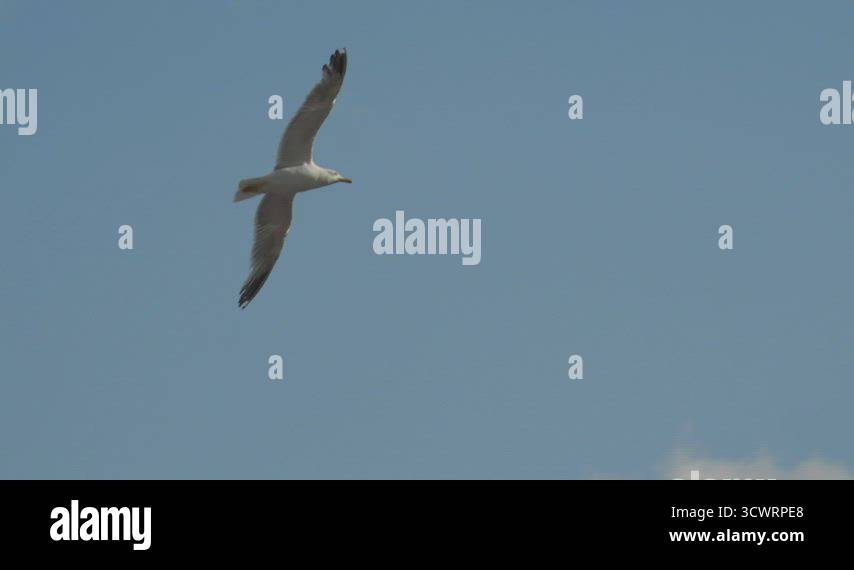 Seagull face Stock Videos & Footage - HD and 4K Video Clips - Alamy