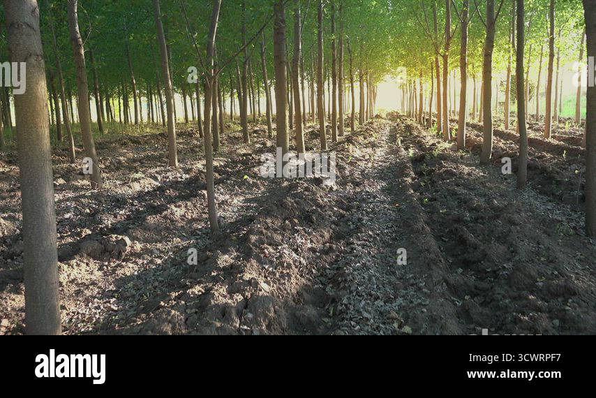 Walking among forest trees in line at sunset. nature green wood ...