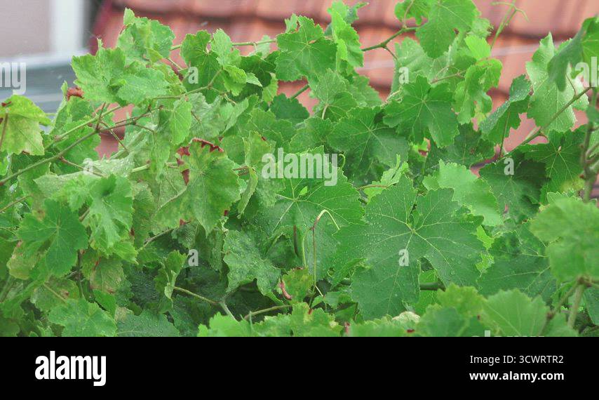 Vine tree Stock Videos & Footage - HD and 4K Video Clips - Alamy
