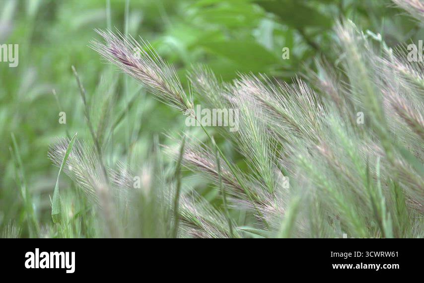Wall barley Stock Videos & Footage - HD and 4K Video Clips - Alamy